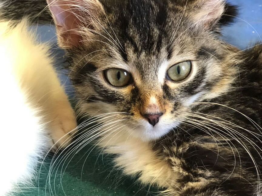 Милейшый котёнок
