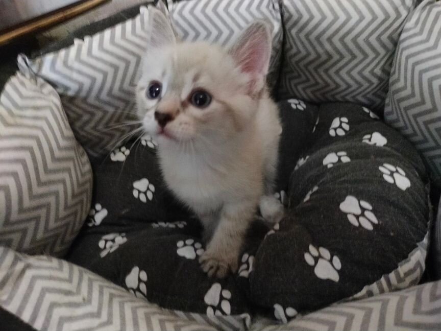 Котёнок Гав 2 мес мальчик