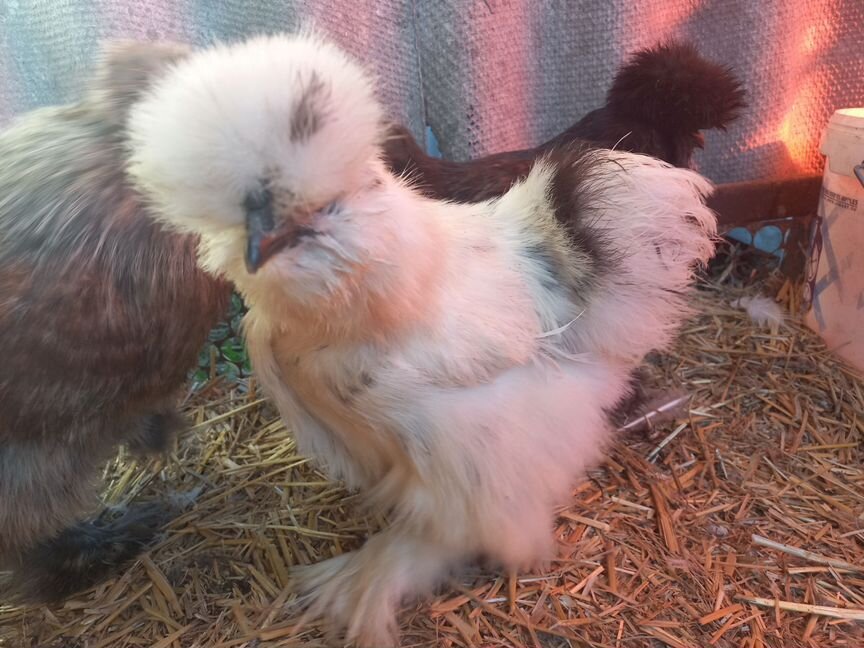 Яйца для инкубации шелковых кур