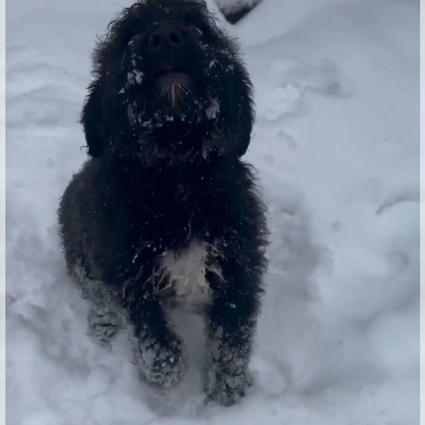 Щенок в добрые руки мальчик