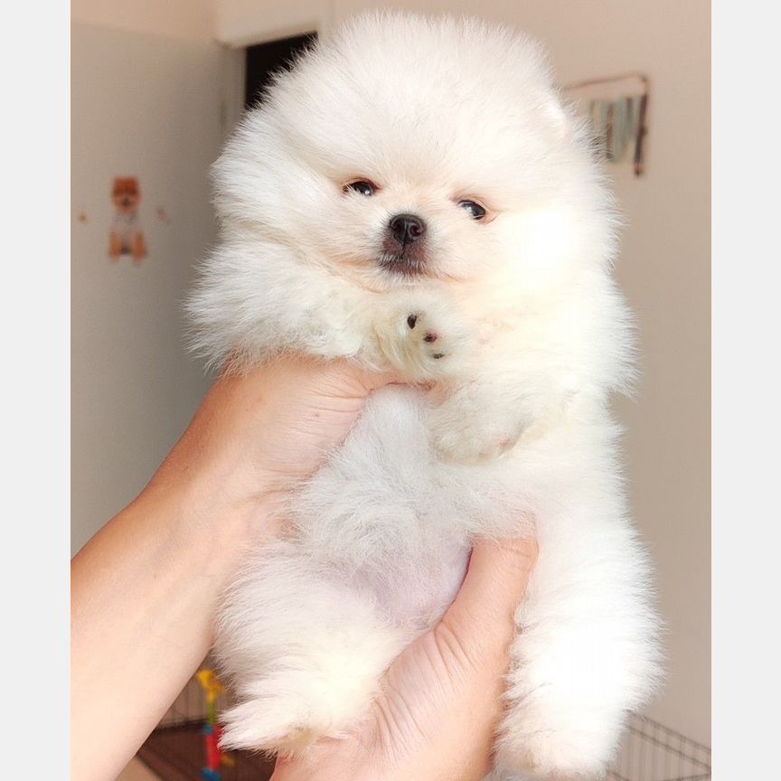 Померанский шпиц мини