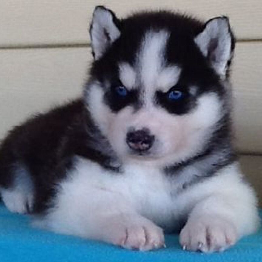 Крутые собачки хаски, большой выбор