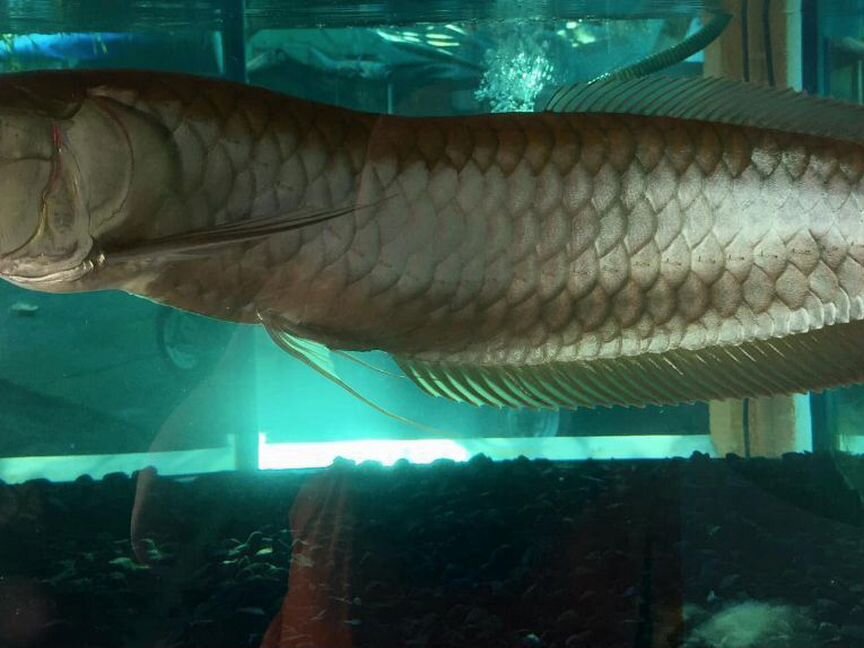 Серебряная Арована