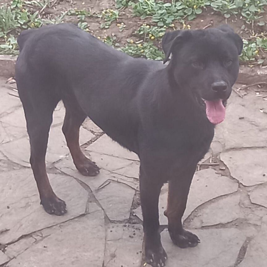 Кабель собака