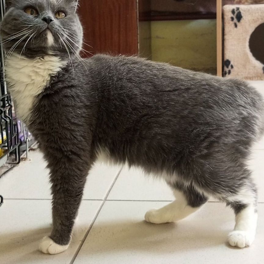 Молодая кошечка Кузина