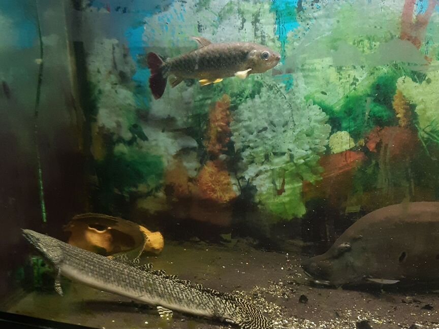 Аквариумные рыбы большие