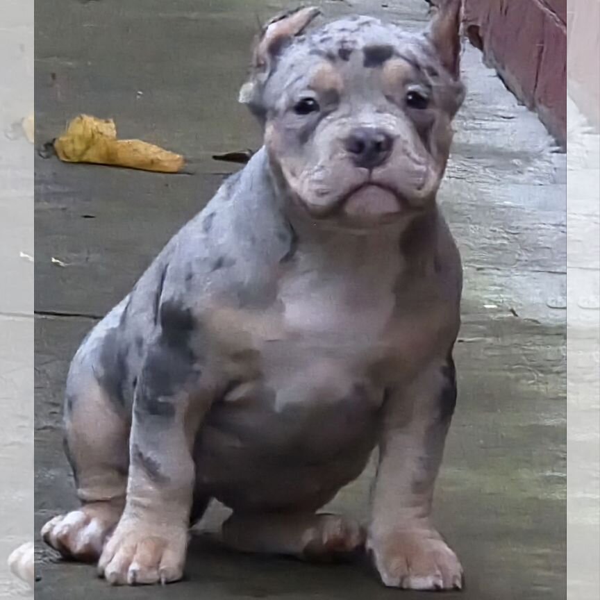 Американский булли, щенок