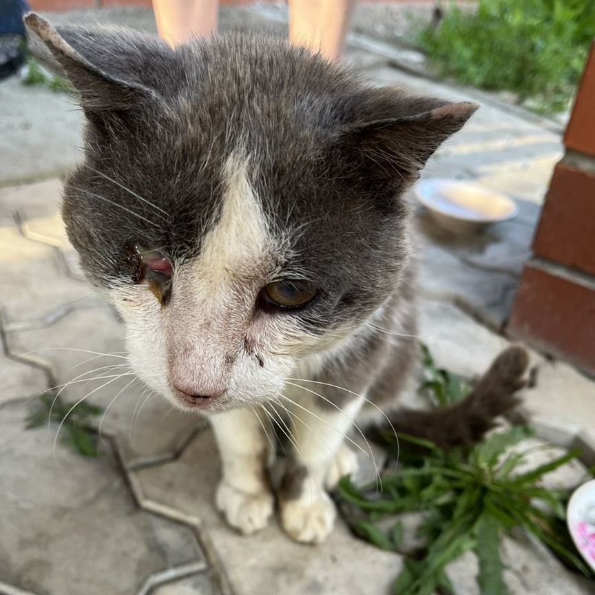 Отдадим кота