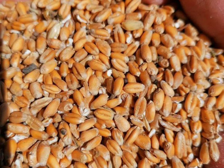 Фуражный горох, Семечко на корм