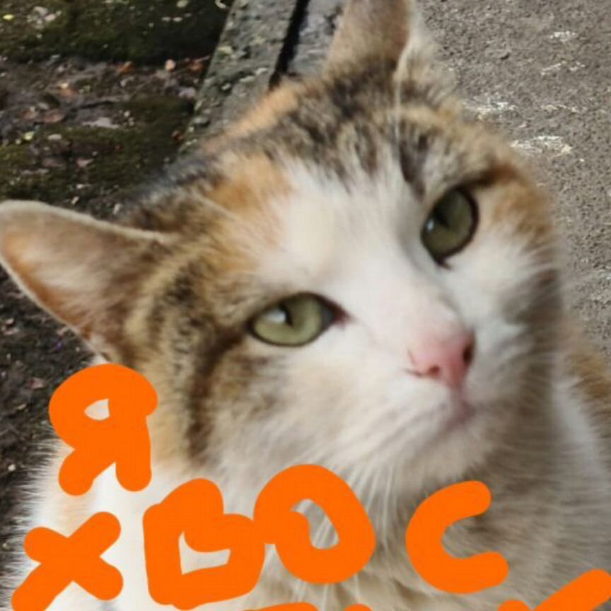 Взрослая, кошка в добрые руки