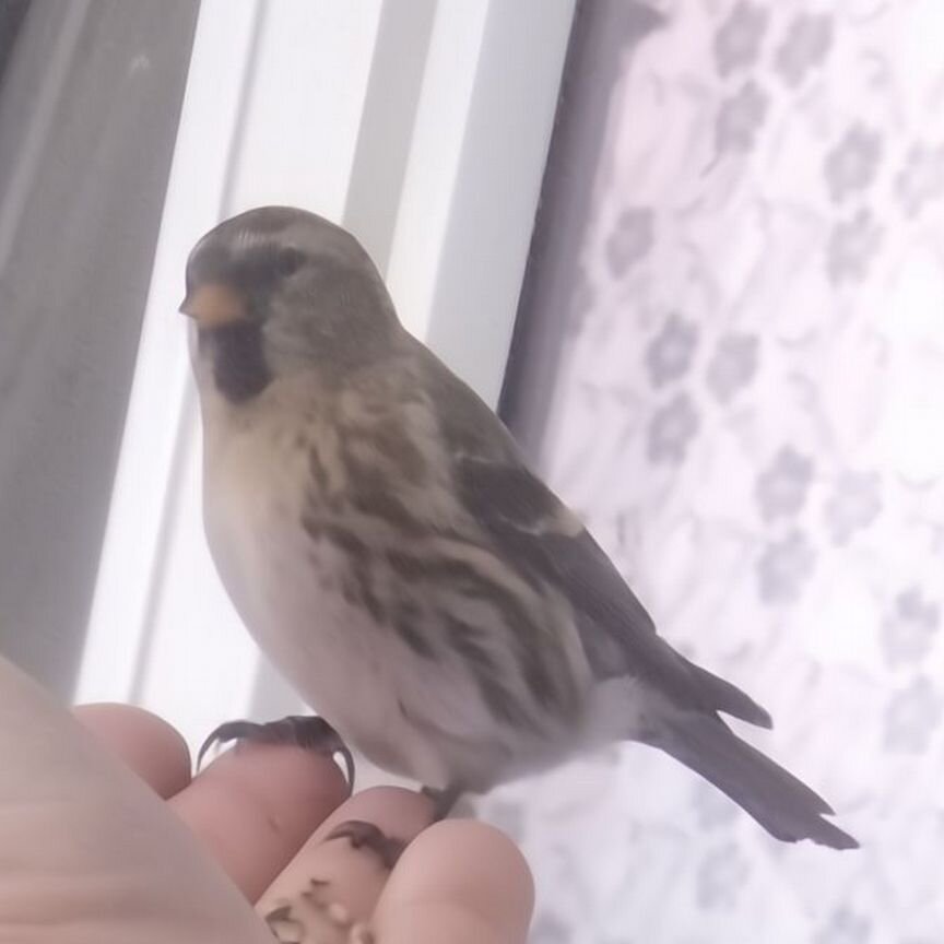 Чечётка ручная