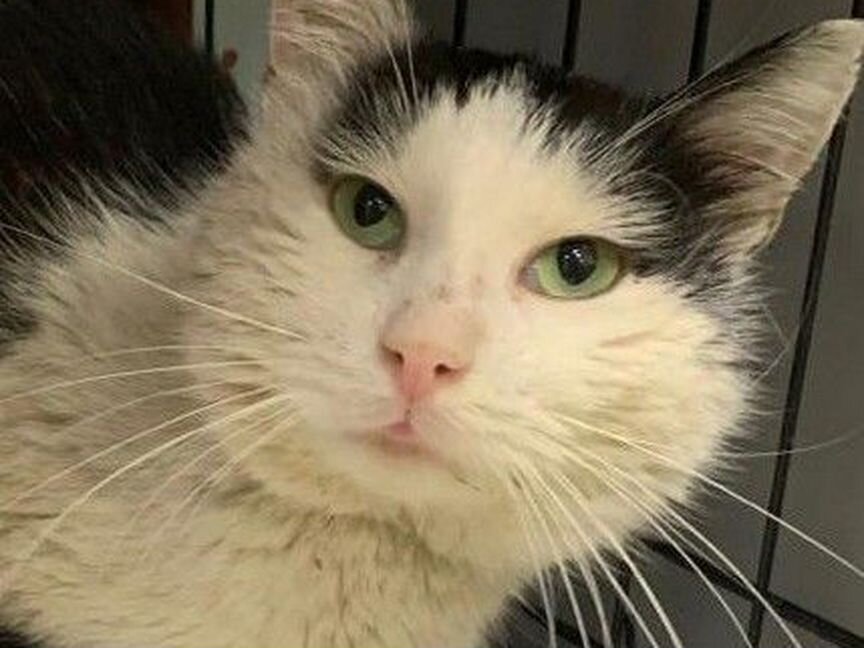 Котик Кузя мечтает встретить Новый год дома с вами