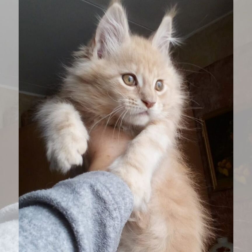 Мейн-кун котёнок