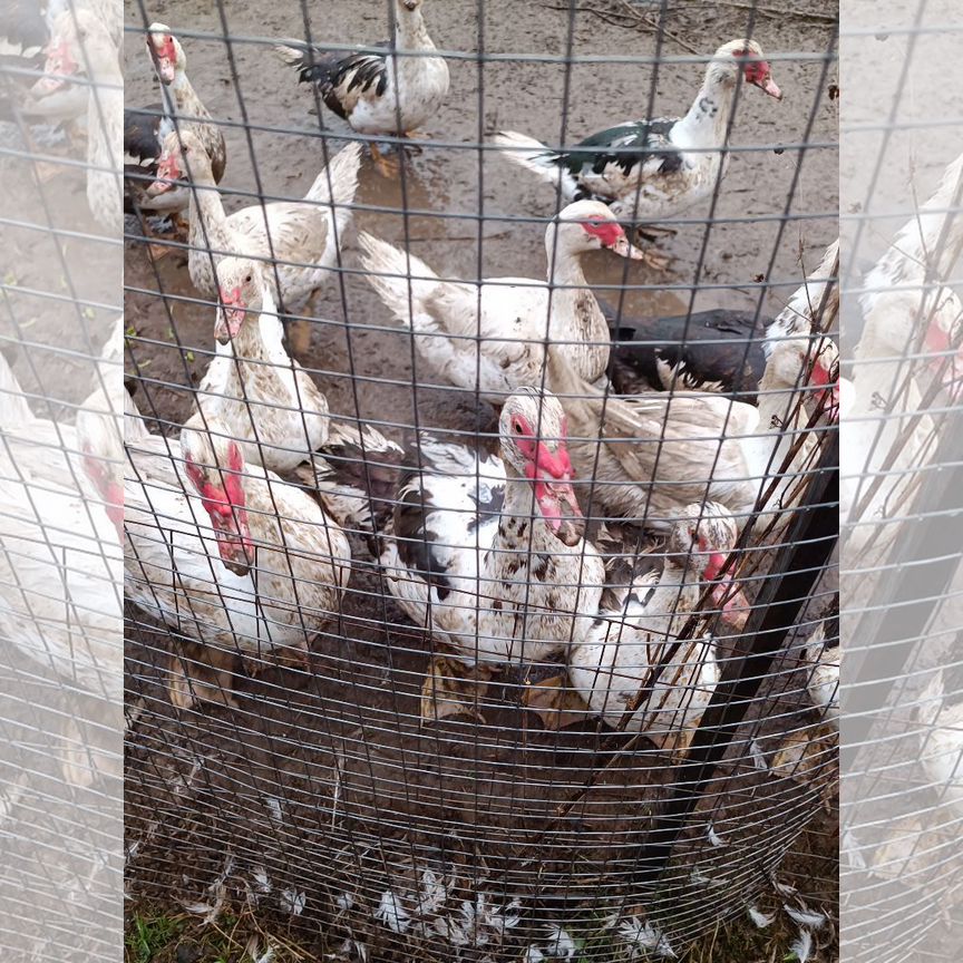 Продам индоуток