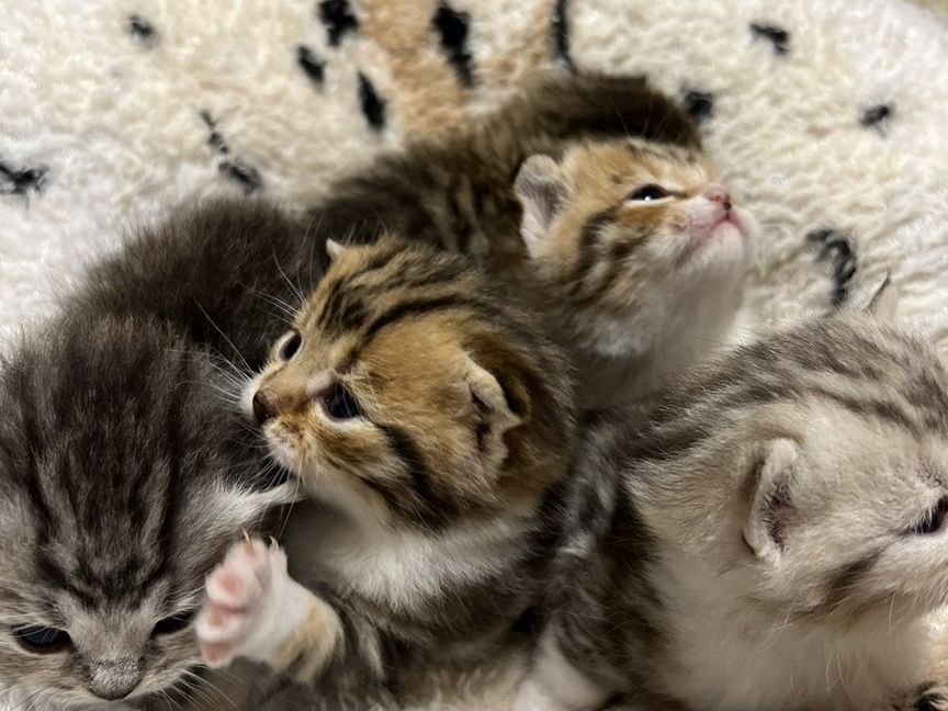 Котятки в добрые руки