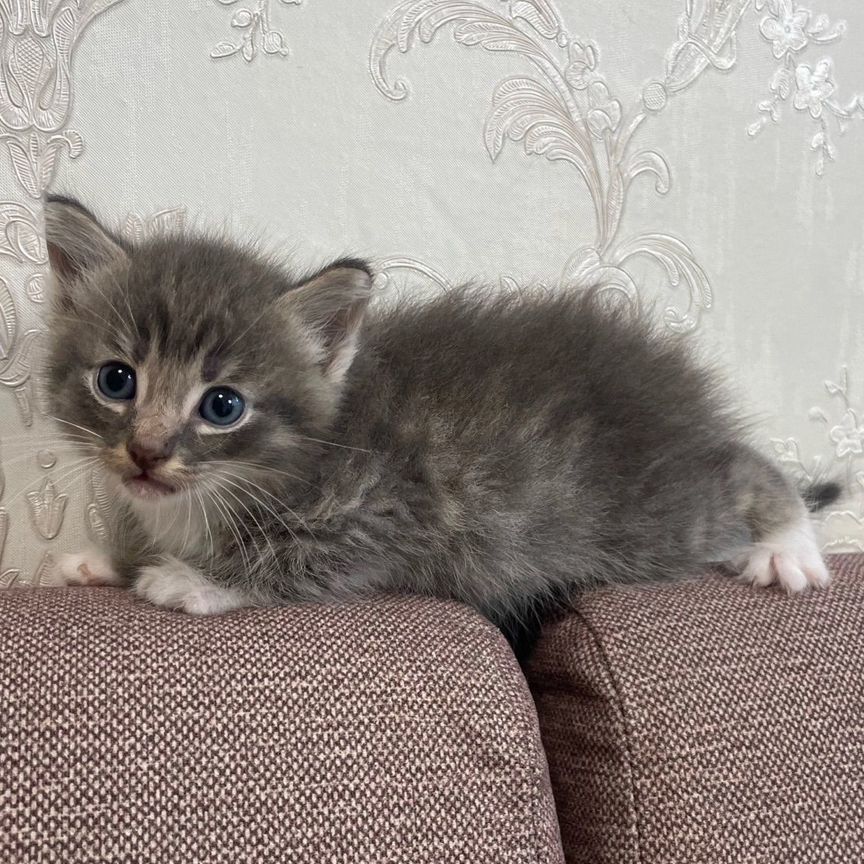 Котёнок Робин