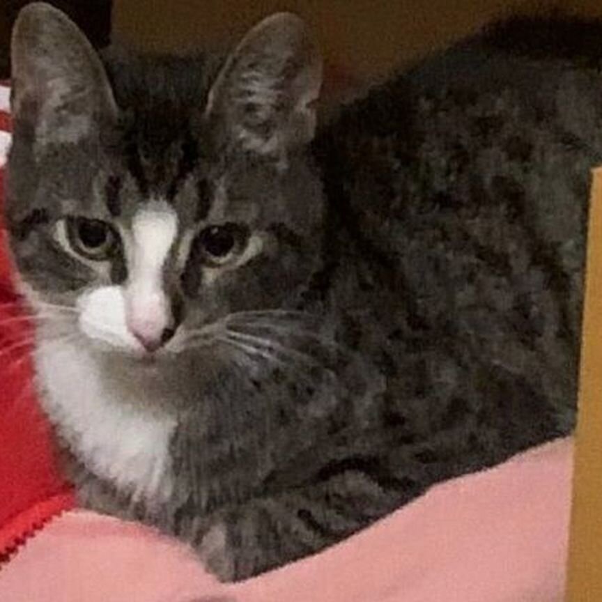 Кота хотят выкинуть