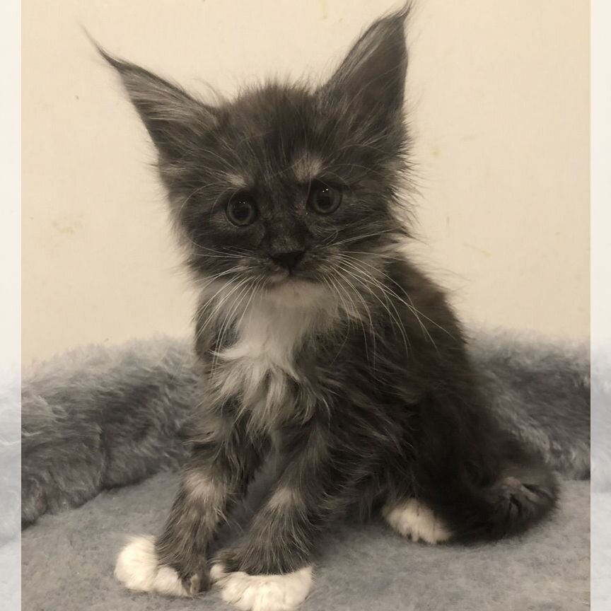 Мейн-кун котёнок