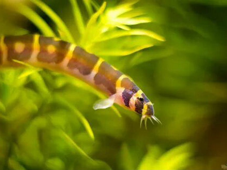 Отдам Акантофтальмуса и самца гуппи Эндрлера
