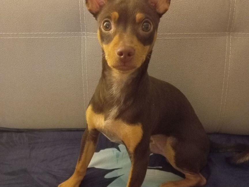 Продам той терьера