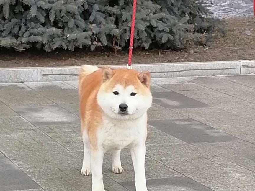 Потерялся сиба ину кобель