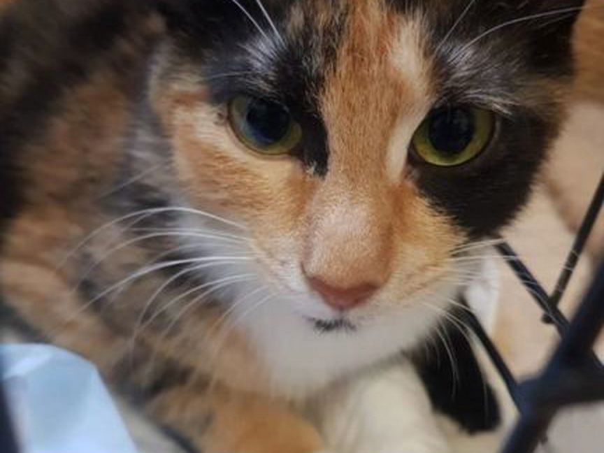 Кошка 1год. Стала никому не нужна. Ищет дом