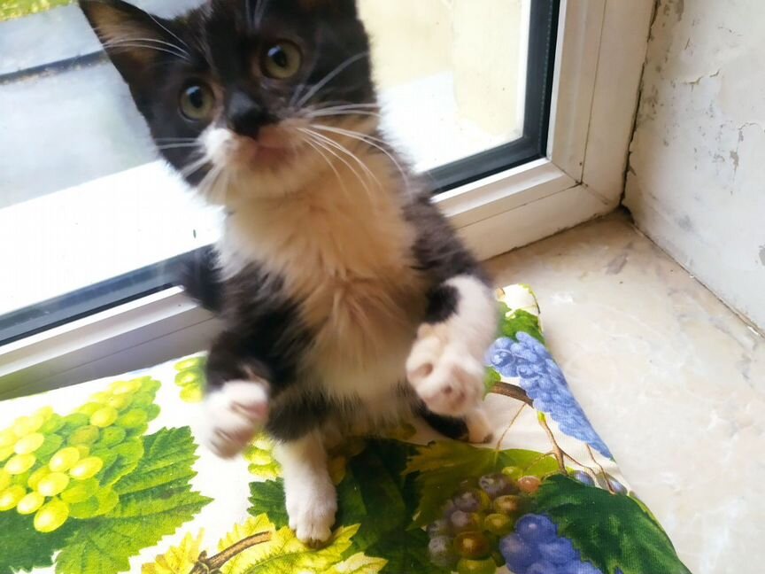 Котенок 1,5месяца