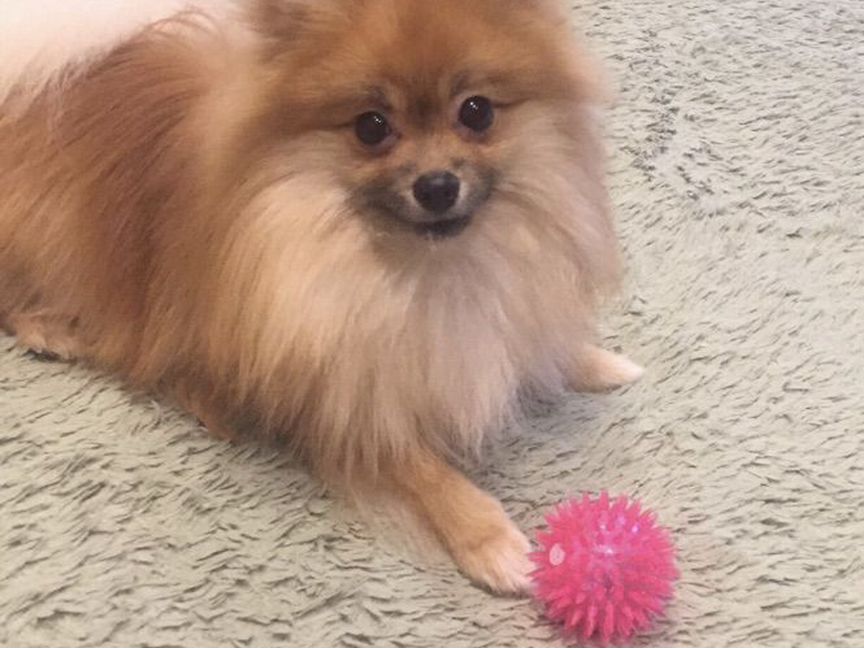 Шпиц мальчик вязка