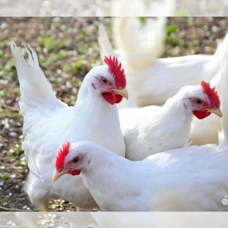 Куры несушки