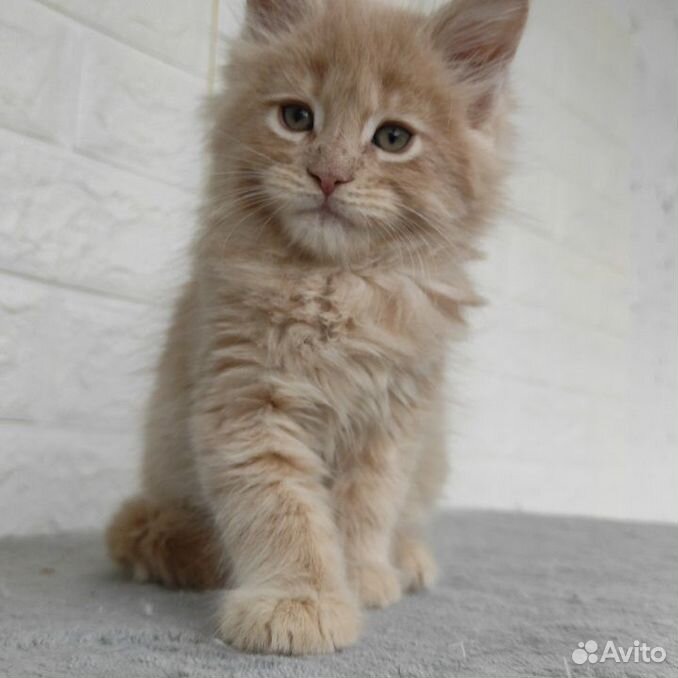 Кошкодети