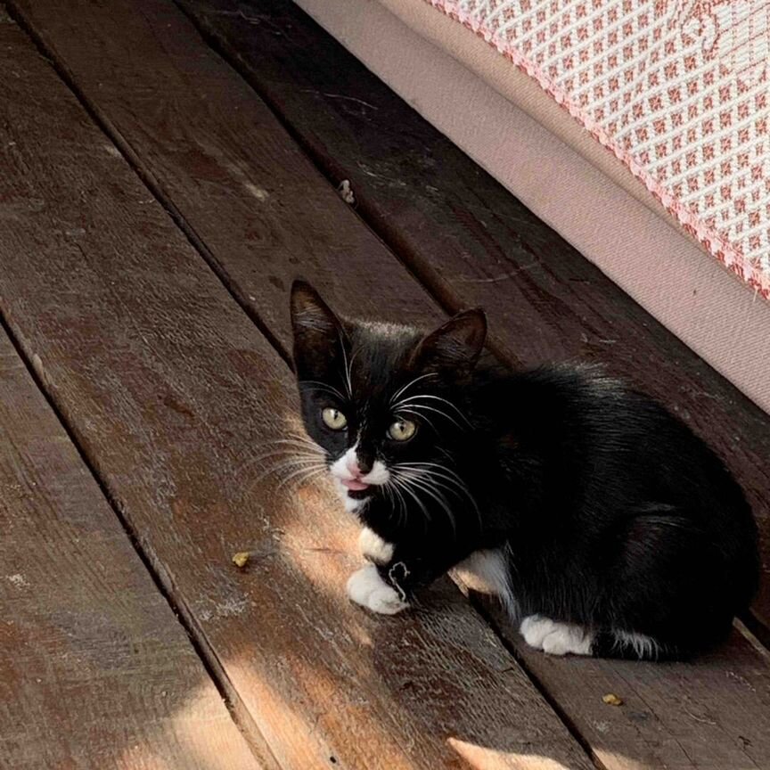 Котята