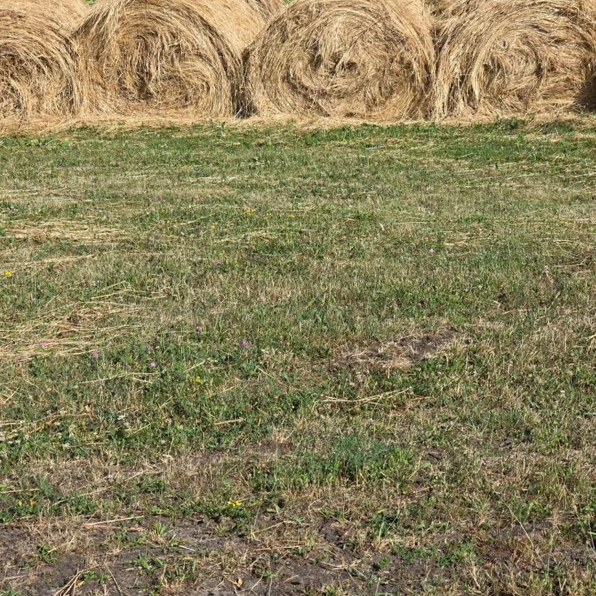 Продам сено в рулонах
