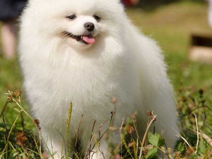 Шпиц красивый взрослый мальчик