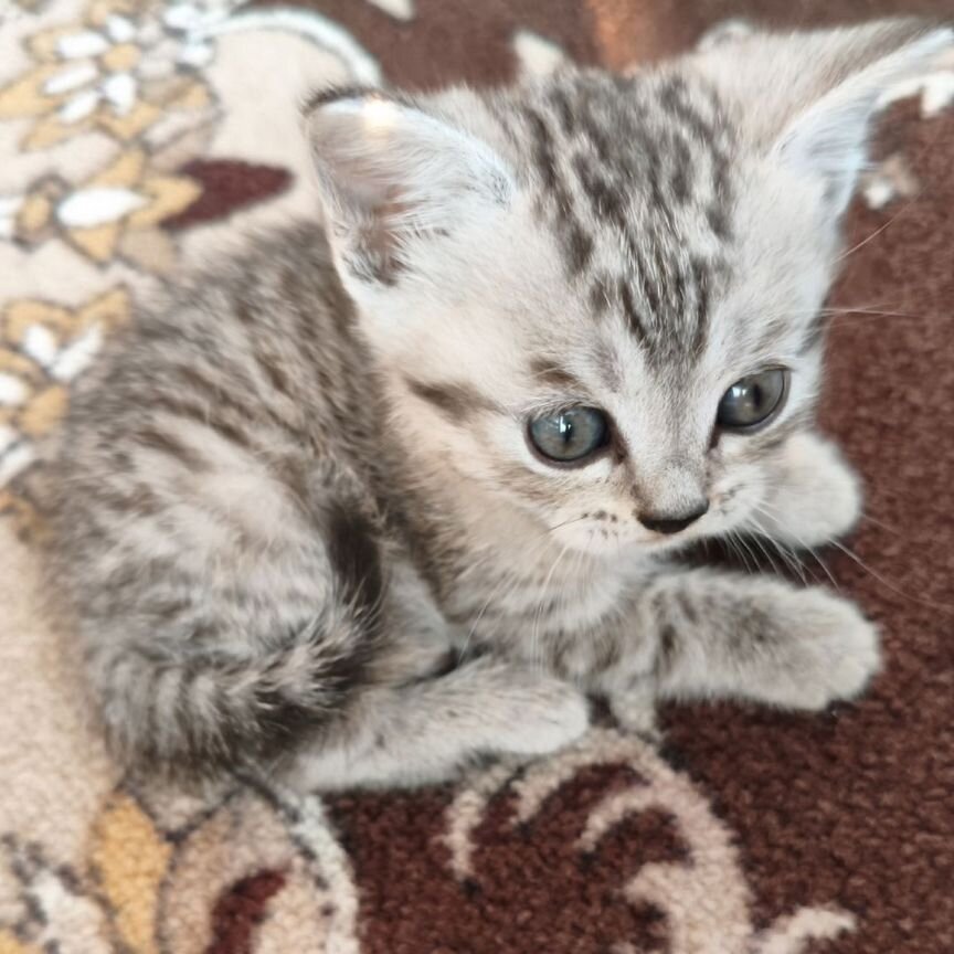 Шотландский прямоухий короткошёрстный котёнок