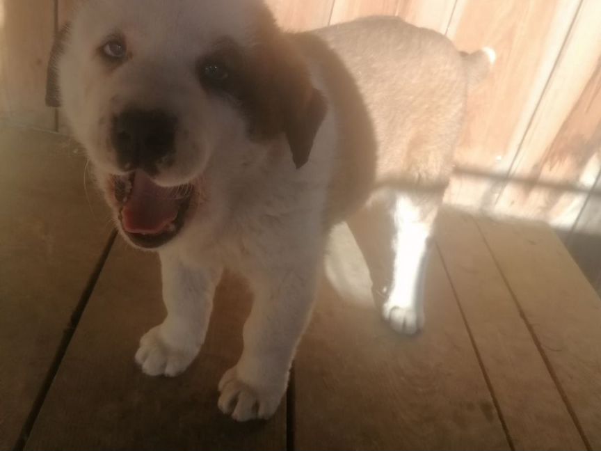 Алабай /кавказец