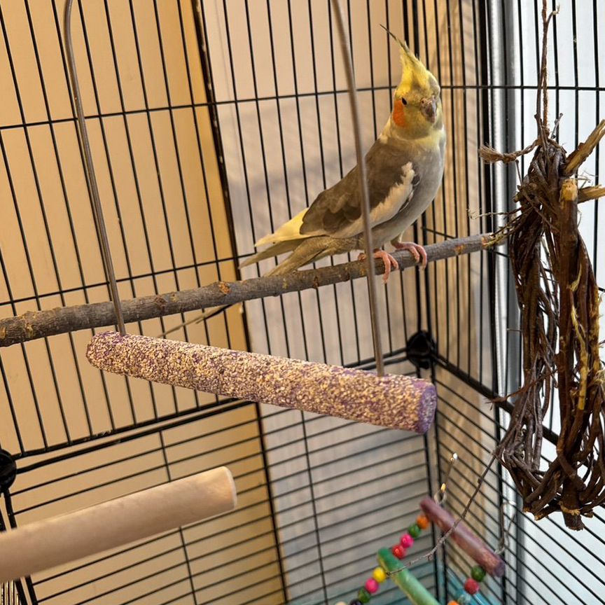 Попугай корелла с клеткой 7-8 мес