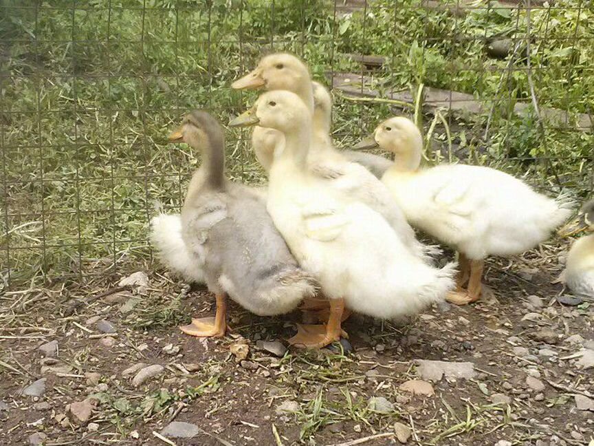 Инкубационное Яйцо Утка: