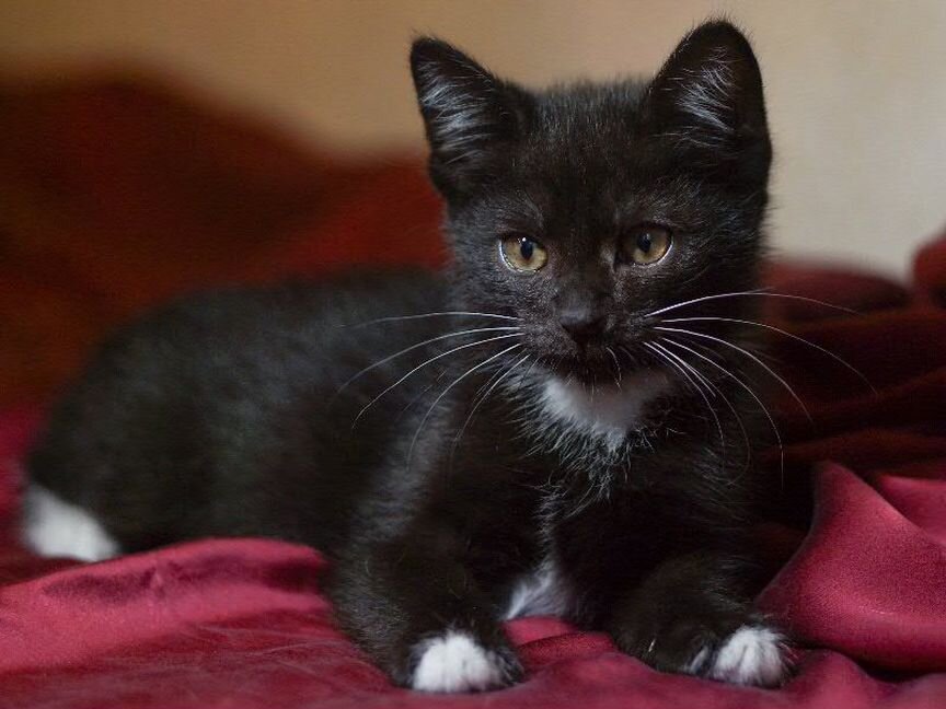 Котёнок маркиз 2.5 месяца