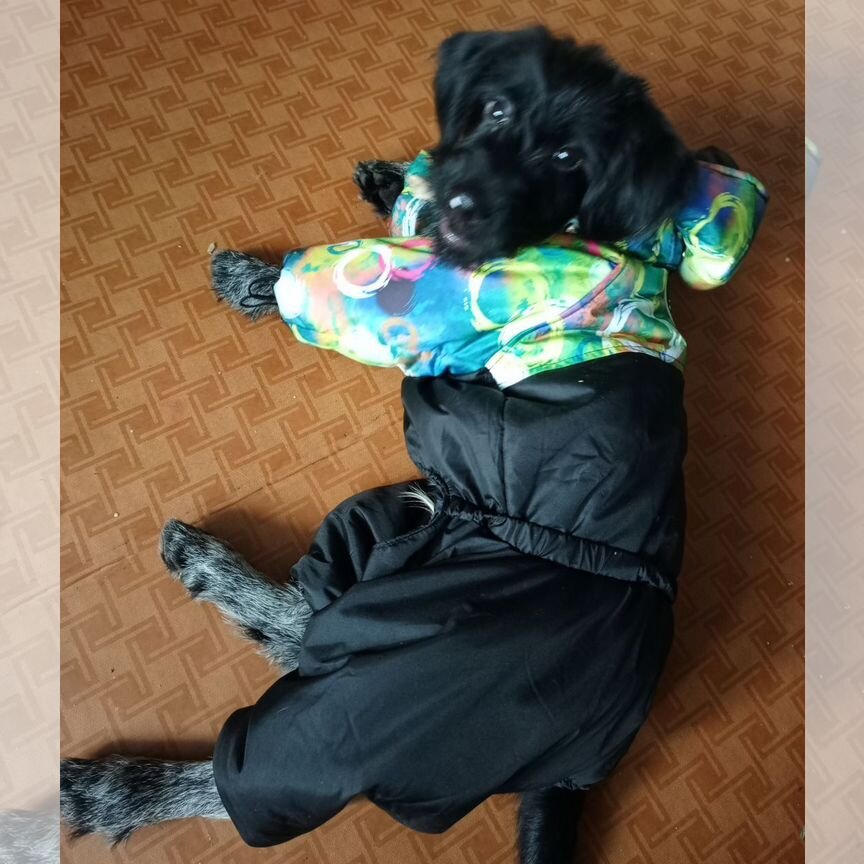 Русский охотничий спаниель, щенок