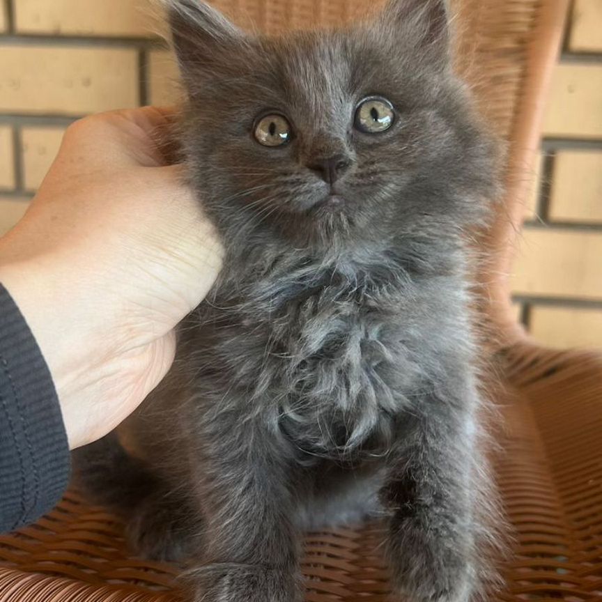 Котенок - девочка Серо-светлая