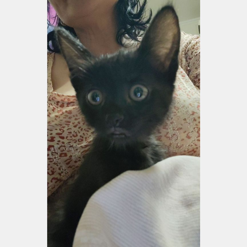 Котенок девочка