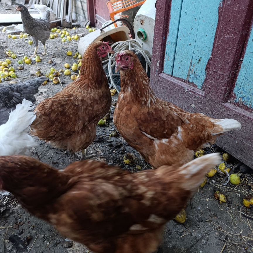 Куры несушки