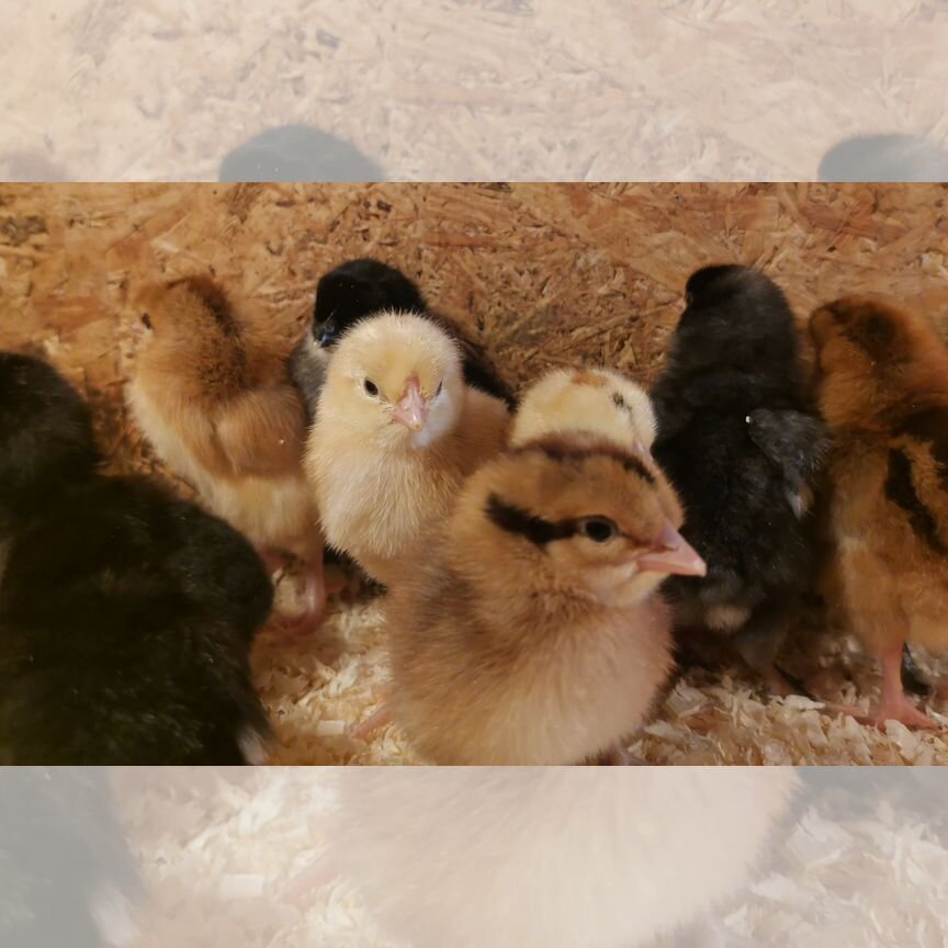 Цыплята суточные