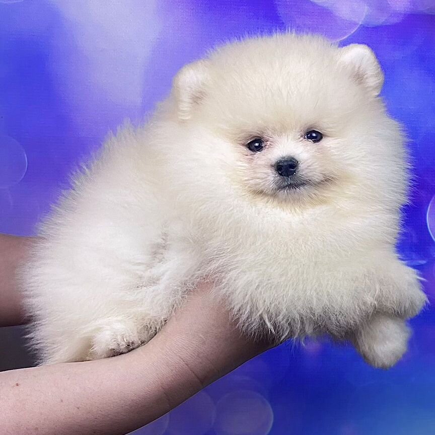 Померанский шпиц, щенок
