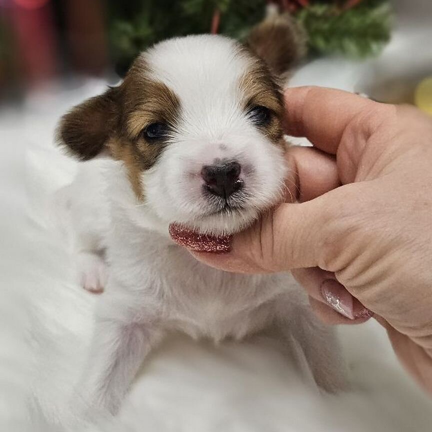 Континентальный той-спаниель папильон, щенок