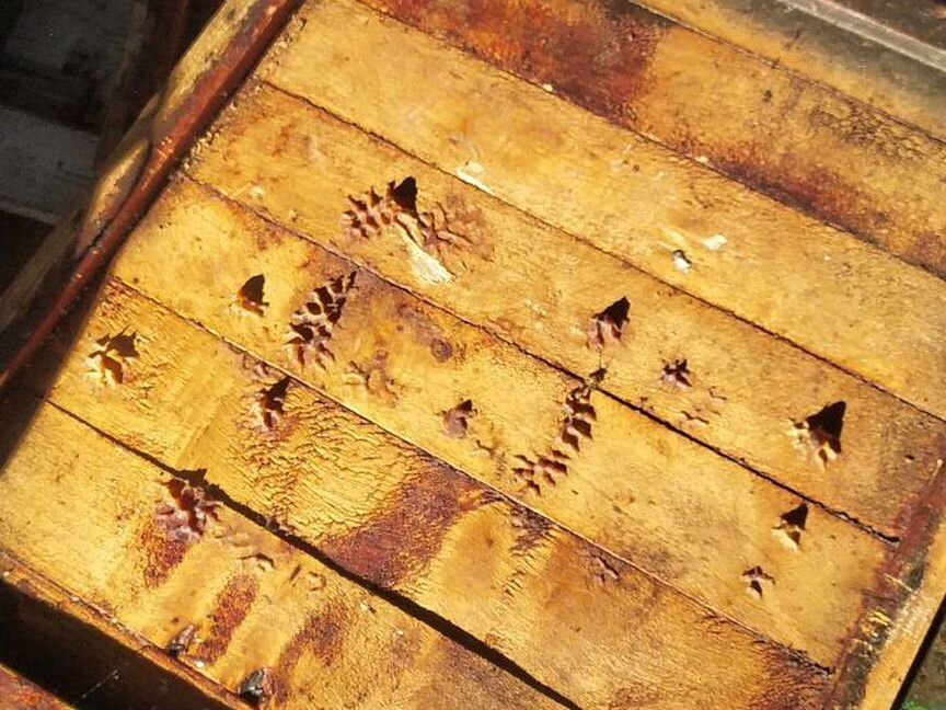 Потолочины, для пчел