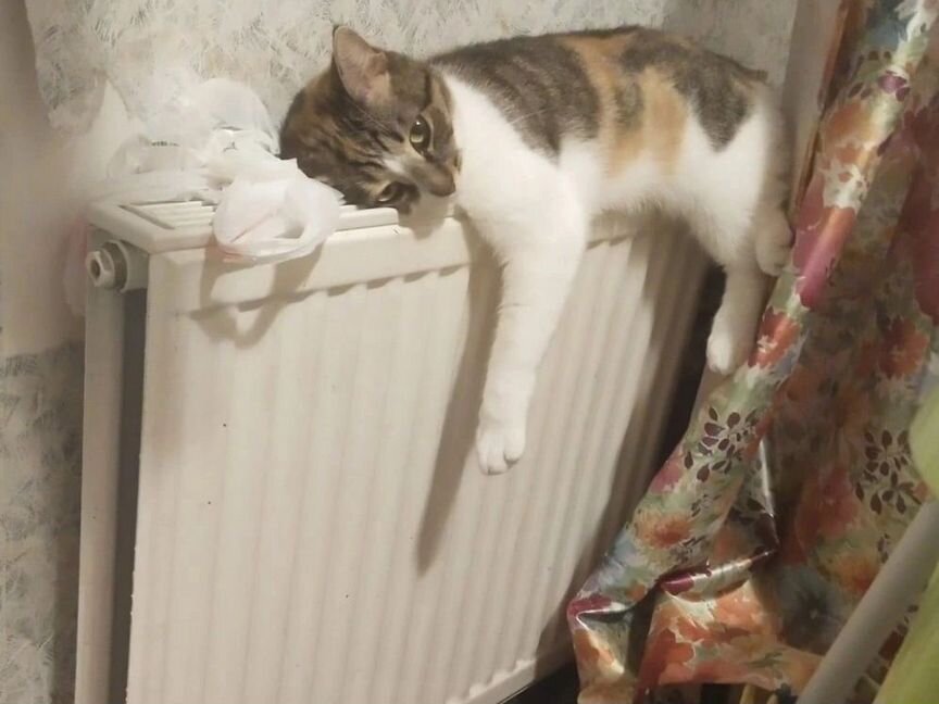 Потерялась кошка