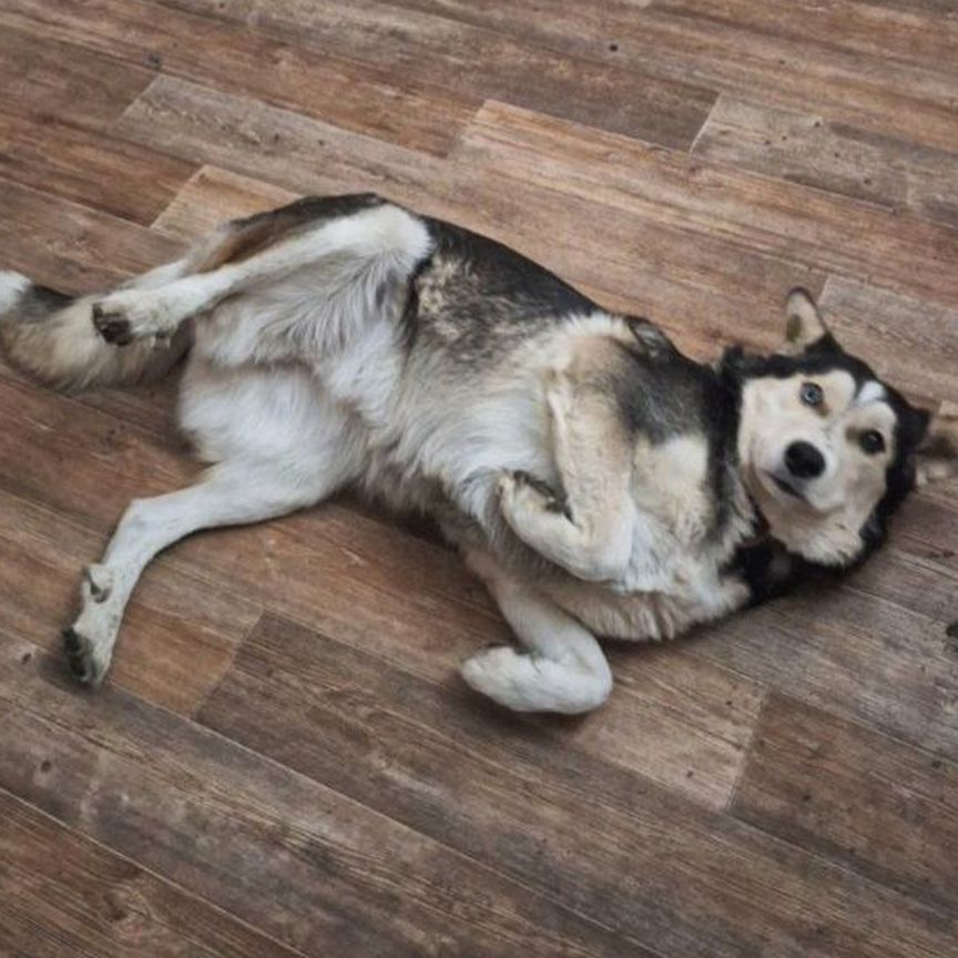 Аляскинский хаски, взрослая собака