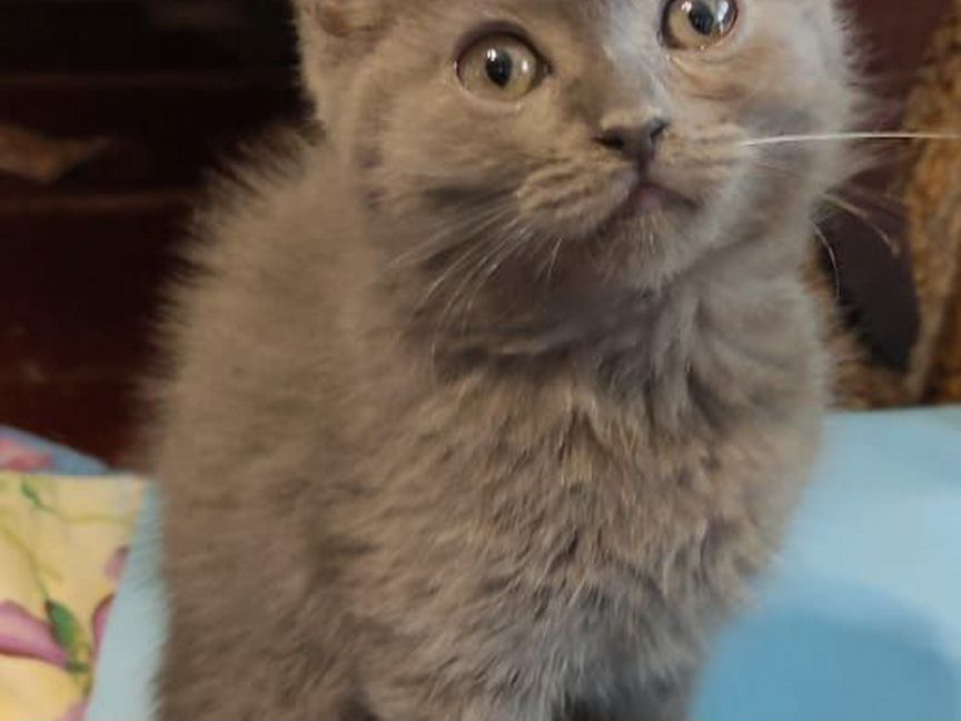 Шотландская