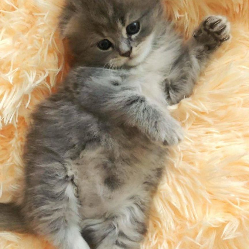 Шотландские вислоухие котята